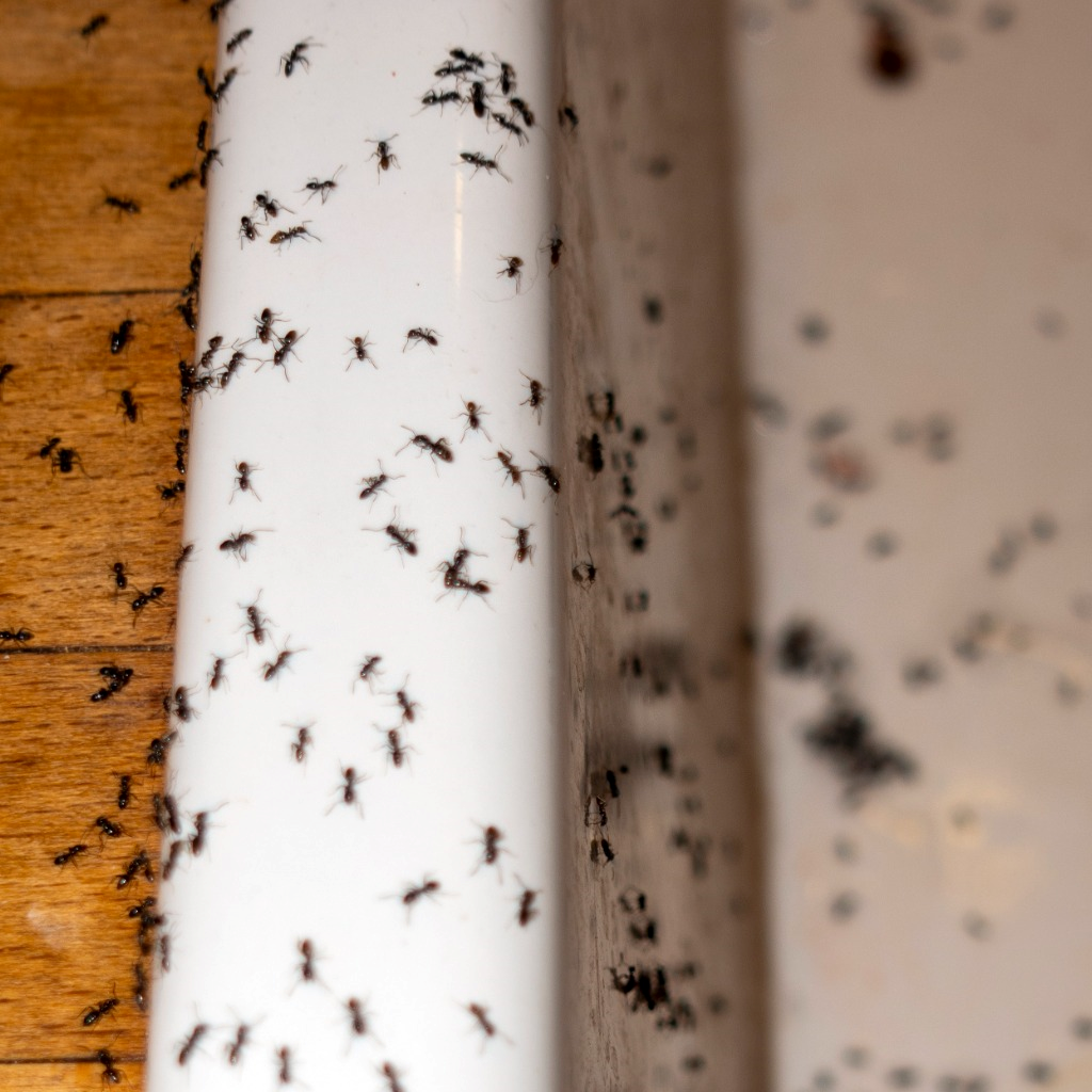 Frustrated with Bugs Inside Your Home? Discover the Ultimate Indoor ...