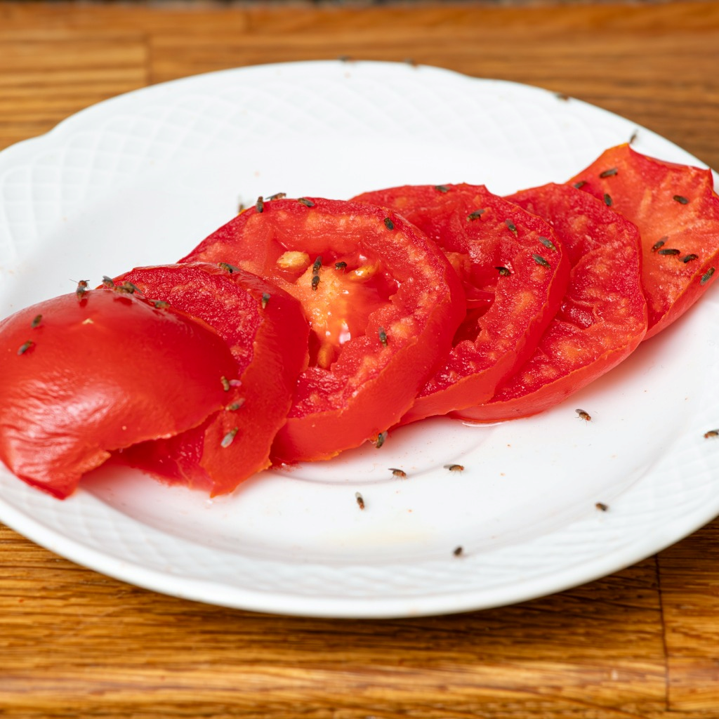 Battling Indoor Flies? Find Your Perfect Fly Zapper Solution Today!